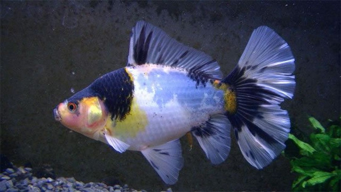 Carassius auratus auratus (Linnaeus, 1758)